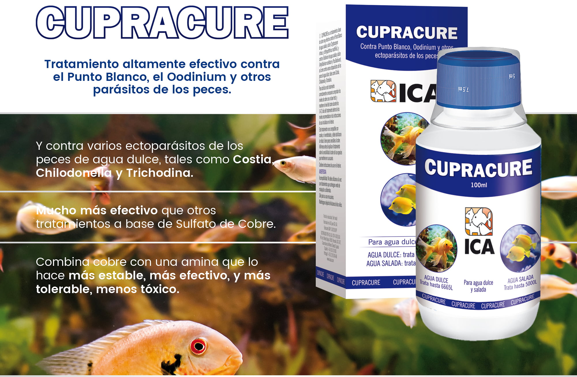 Tratar velvet u Oodinium marino — Revista - Corales Y Marinos