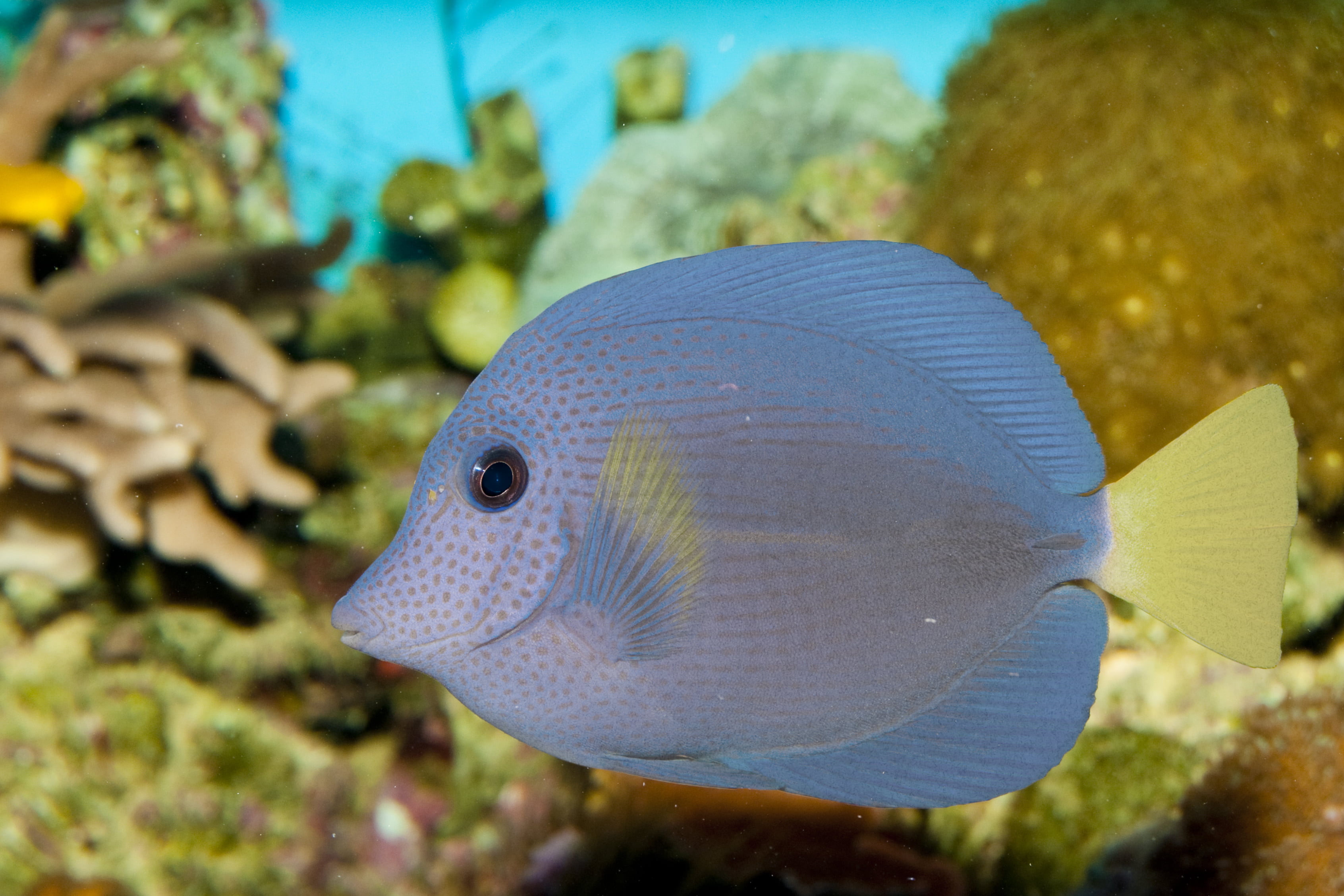 Tratar velvet u Oodinium marino — Revista - Corales Y Marinos