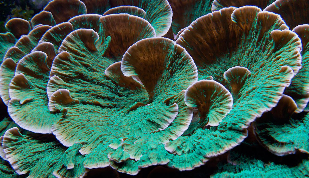 Tipos De Coral Duro 211 Coral Duro High Res Illustrations Getty