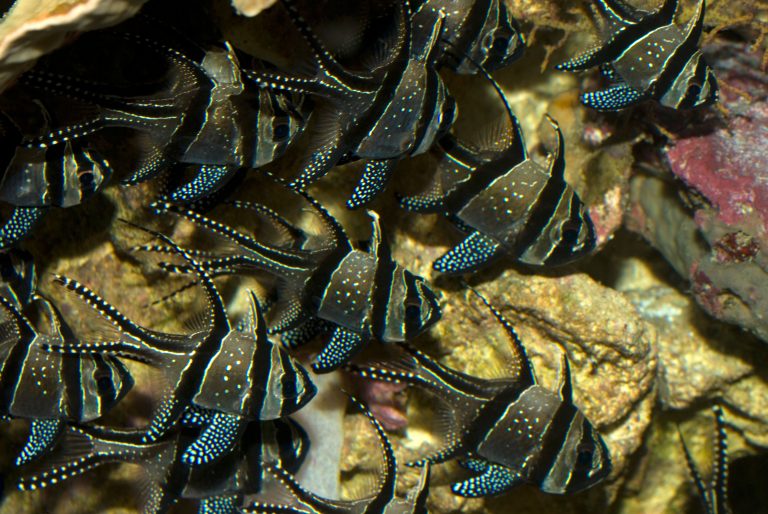 Pterapogon kauderni, una especie singular — Revista - Corales Y Marinos