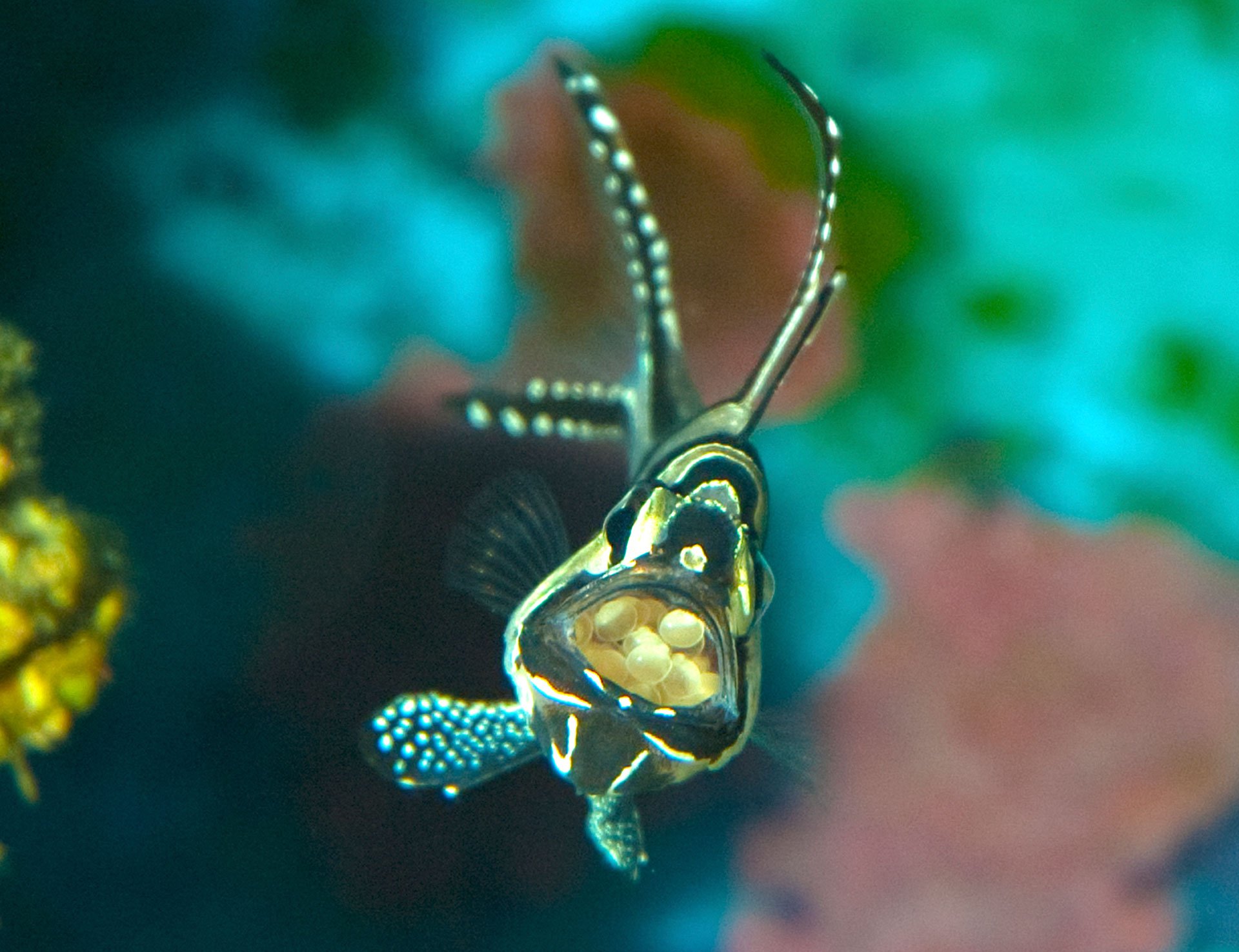 Pterapogon kauderni, una especie singular — Revista - Corales Y Marinos