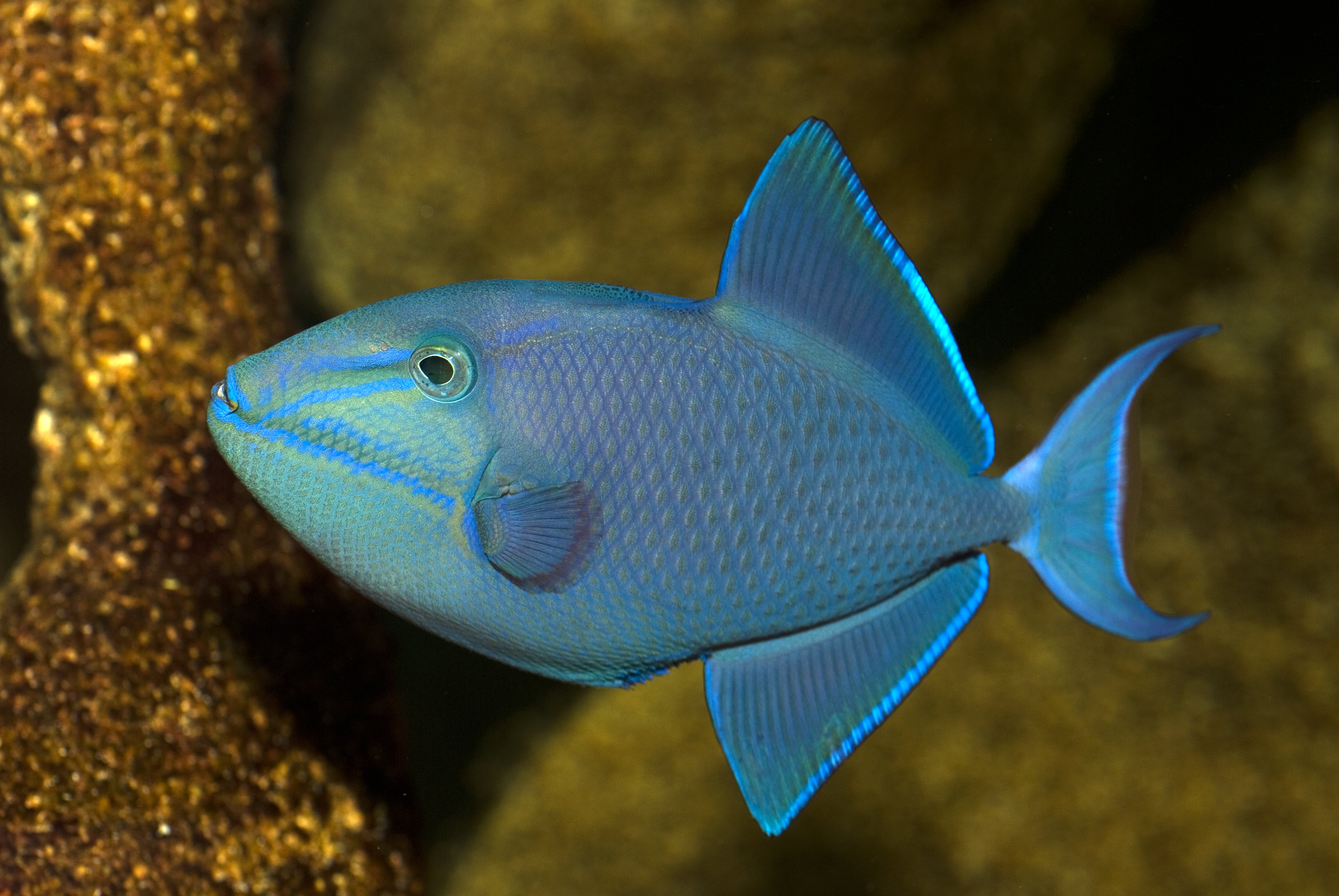 Tetraodontiformes: Peces con pico duro — Revista - Corales Y Marinos