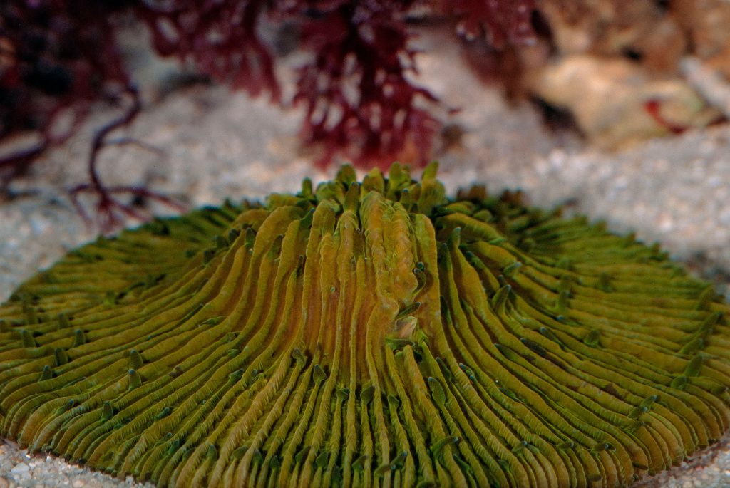 Corales Plato, familia Fungiidae — Revista - Corales Y Marinos