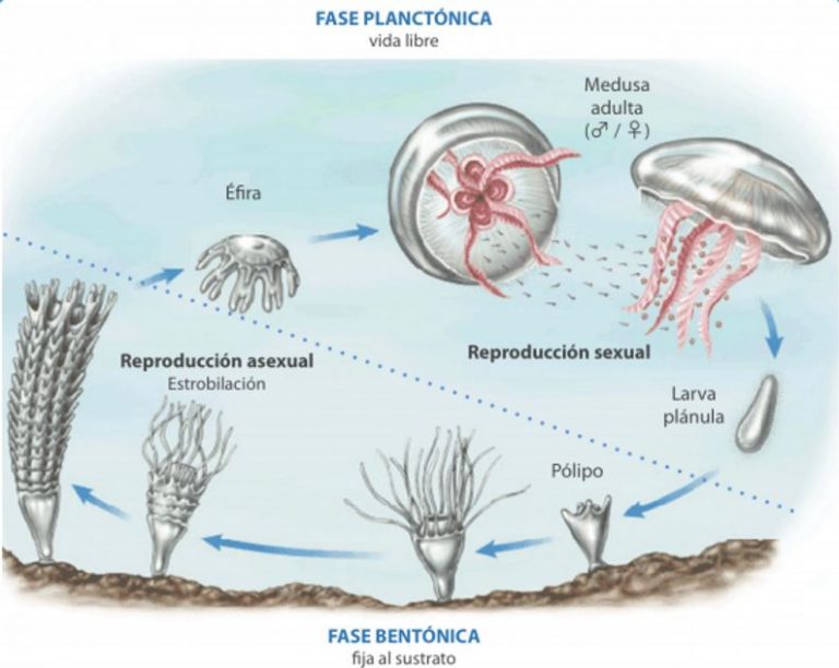 Medusas para nuestro acuario — Revista - Corales Y Marinos