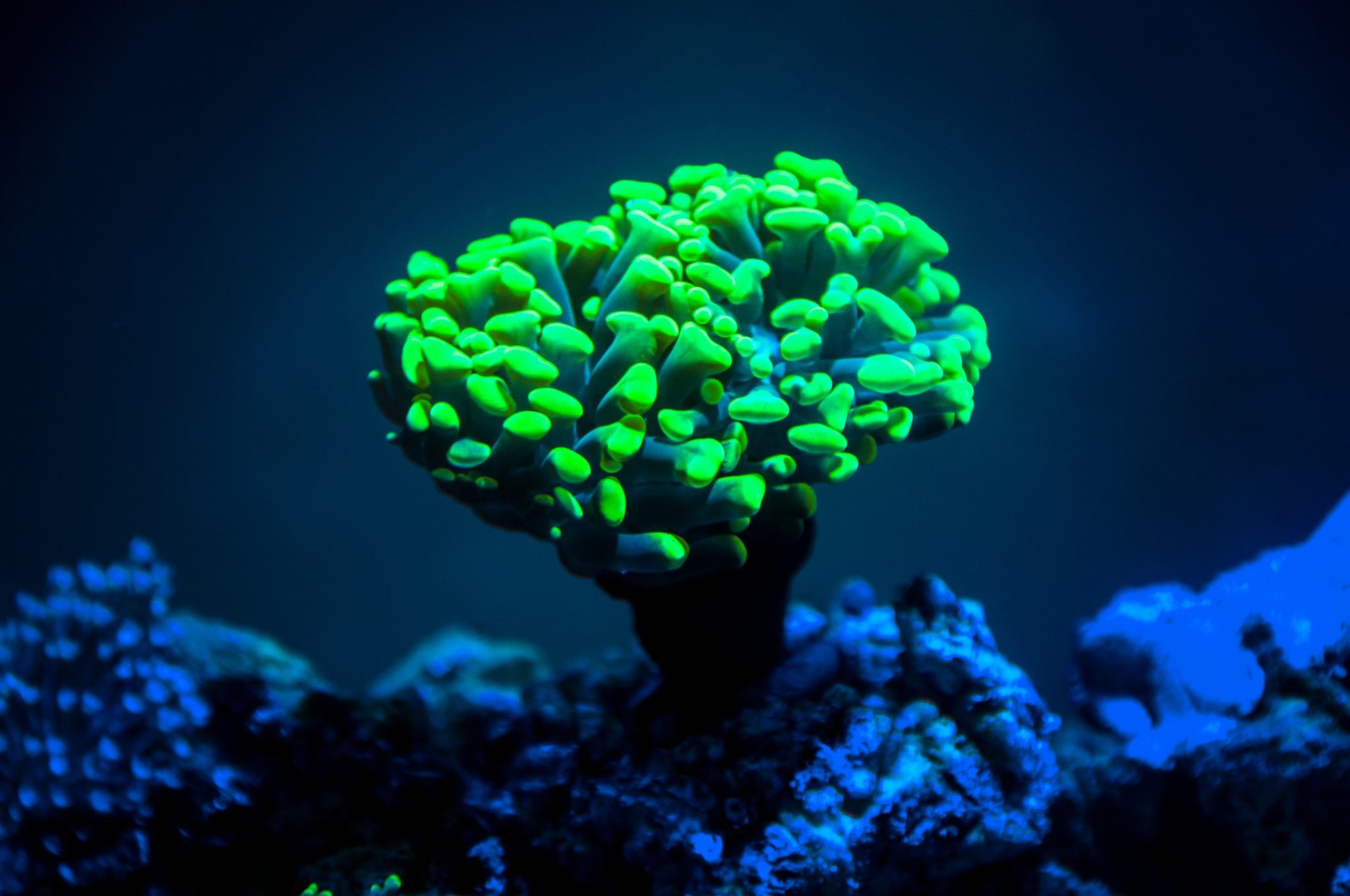 Mantenimiento y especies de Euphyllia — Revista - Corales Y Marinos