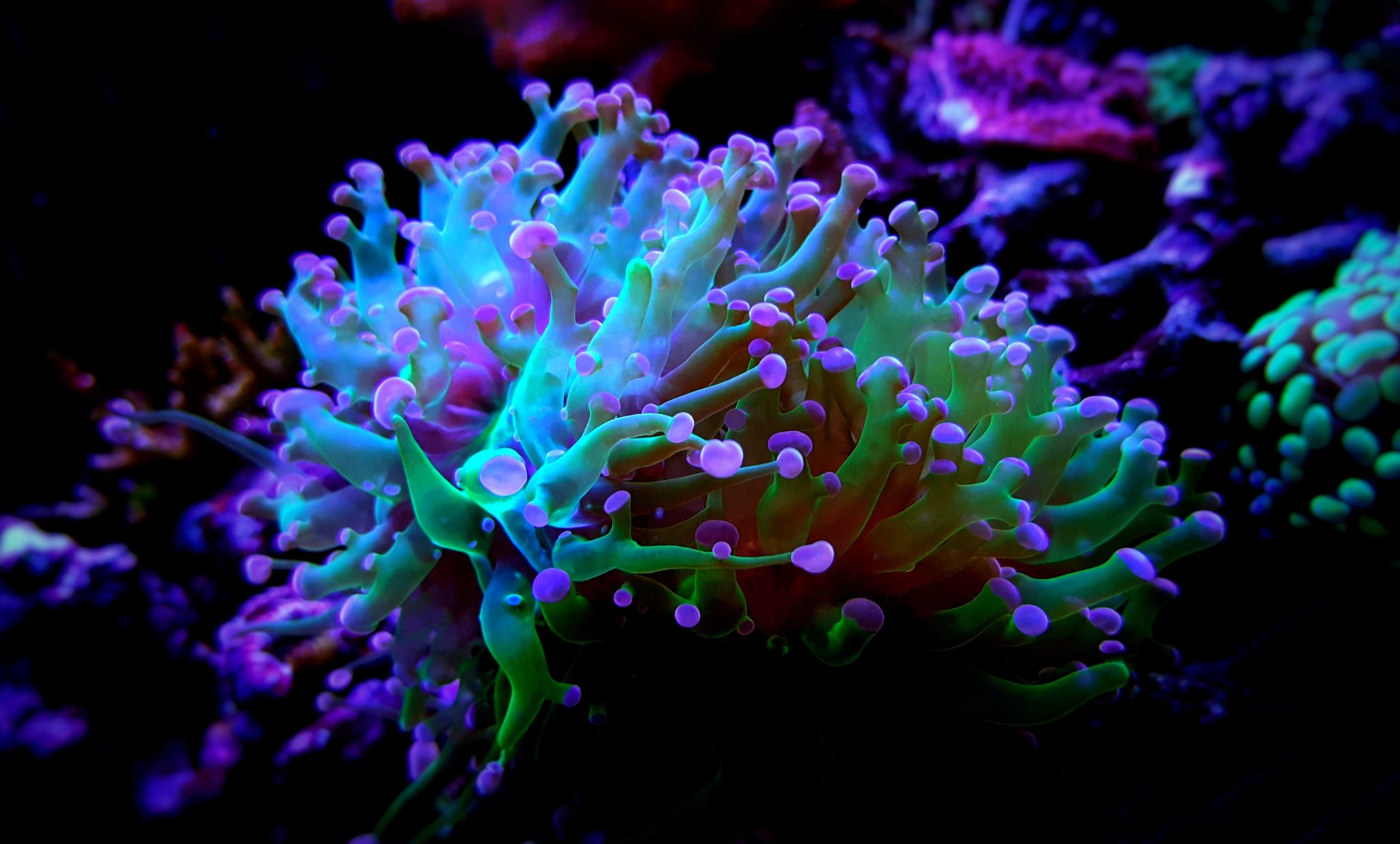 Mantenimiento y especies de Euphyllia — Revista - Corales Y Marinos