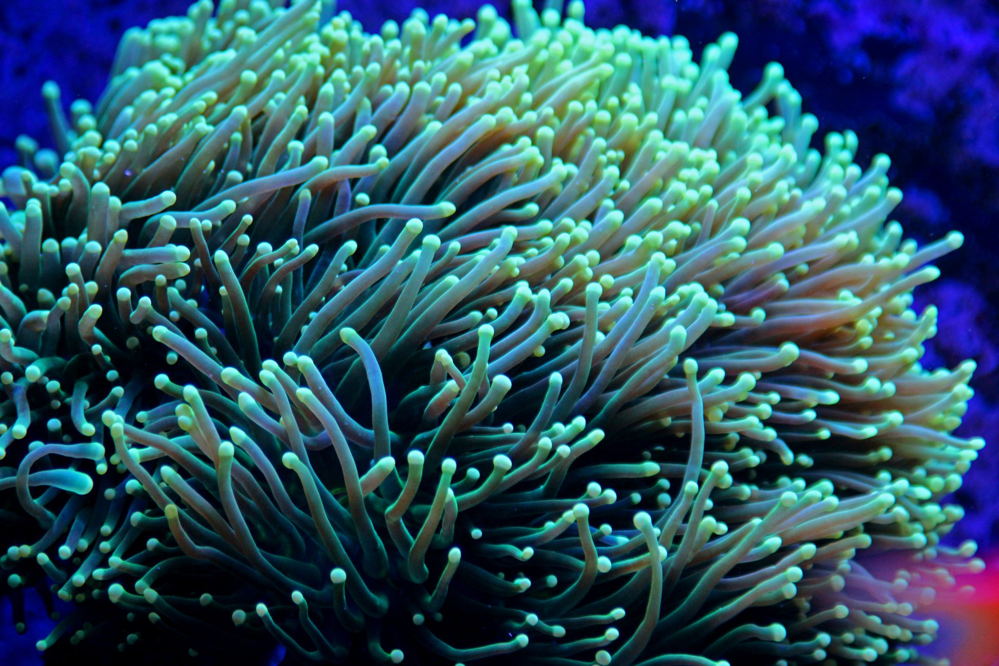 Mantenimiento y especies de Euphyllia — Revista - Corales Y Marinos