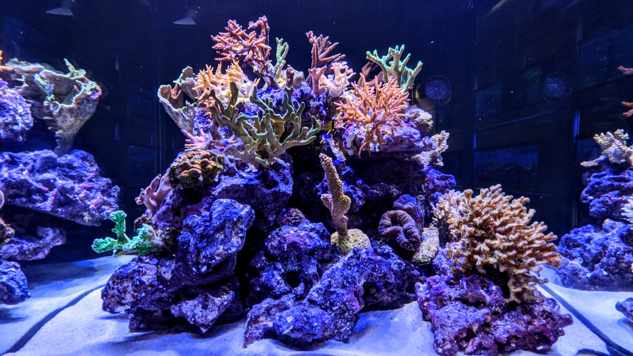 SUMP en el acuario marino — Revista - Corales Y Marinos