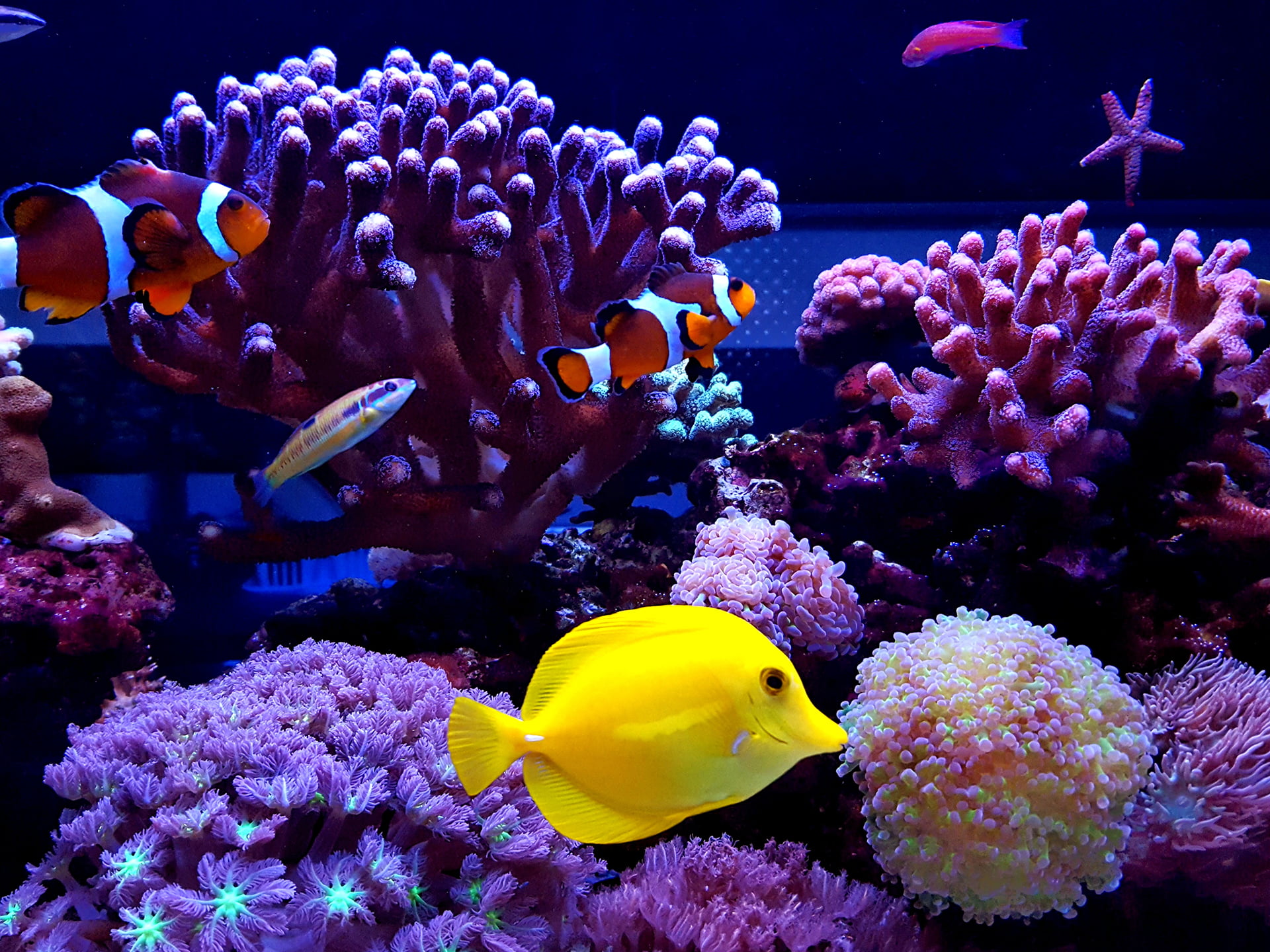 Aclimatación de nuevos peces — Revista - Corales Y Marinos