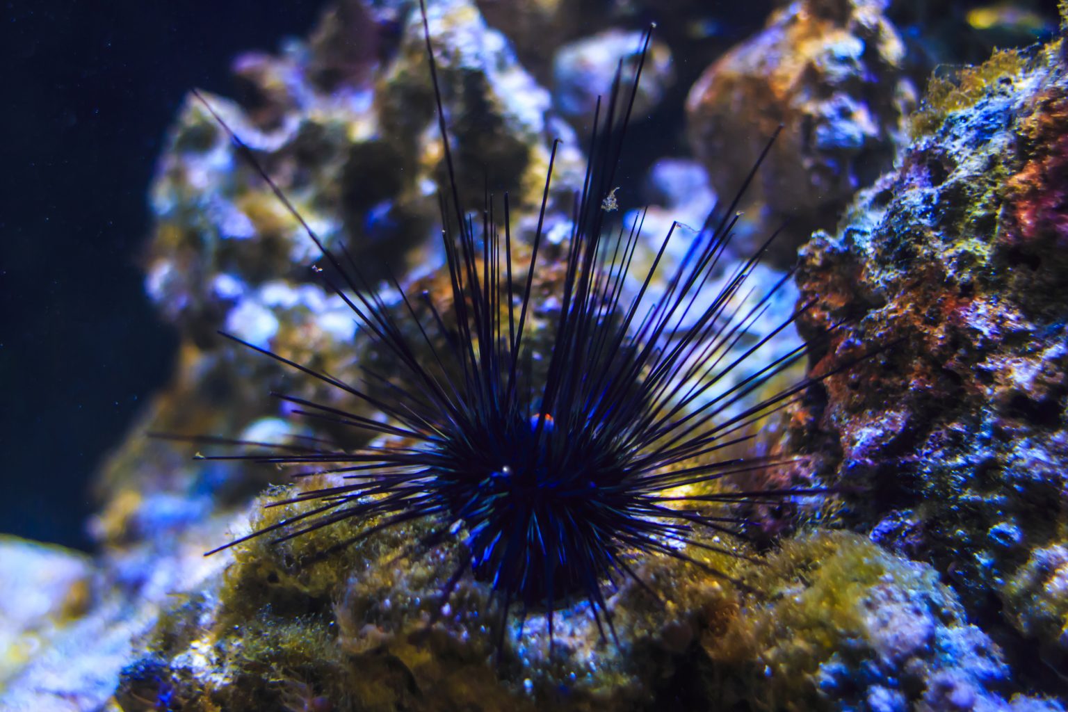 Erizos de mar para el acuario — Revista - Corales Y Marinos