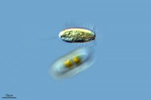 Uronema marino — Revista - Corales Y Marinos