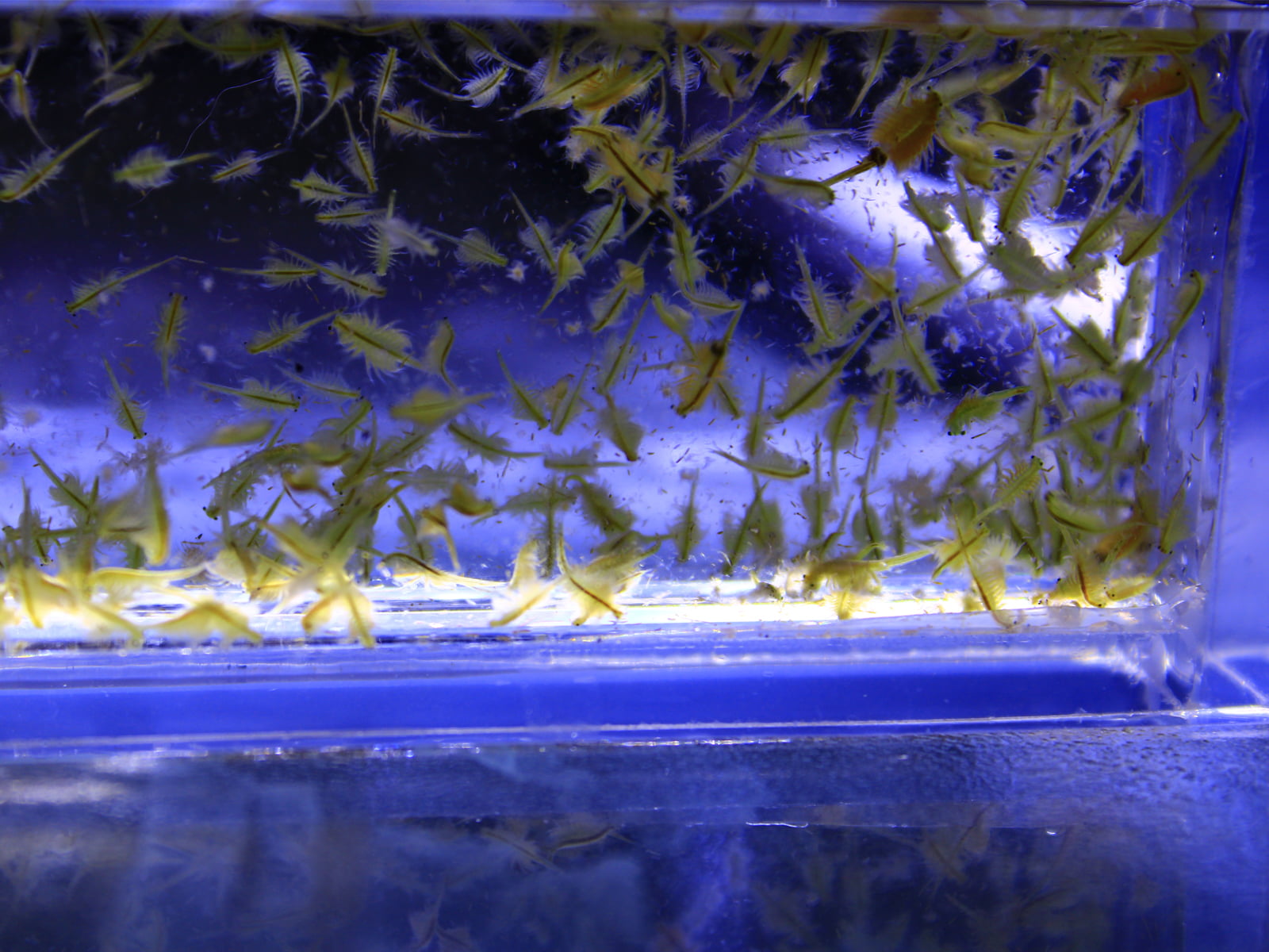 La microfauna en el acuario marino — Revista - Corales Y Marinos