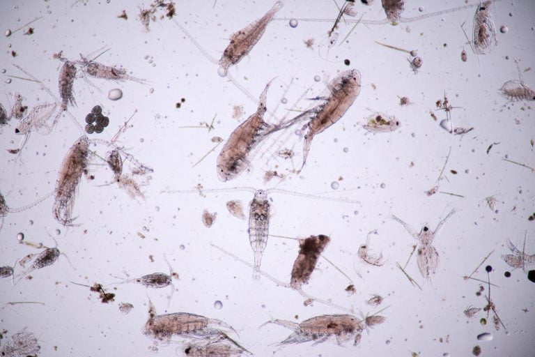 La microfauna en el acuario marino — Revista - Corales Y Marinos