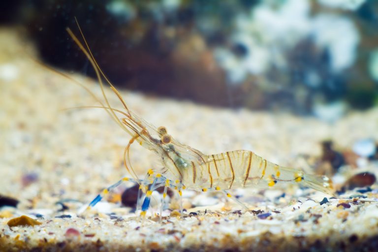 La microfauna en el acuario marino — Revista - Corales Y Marinos