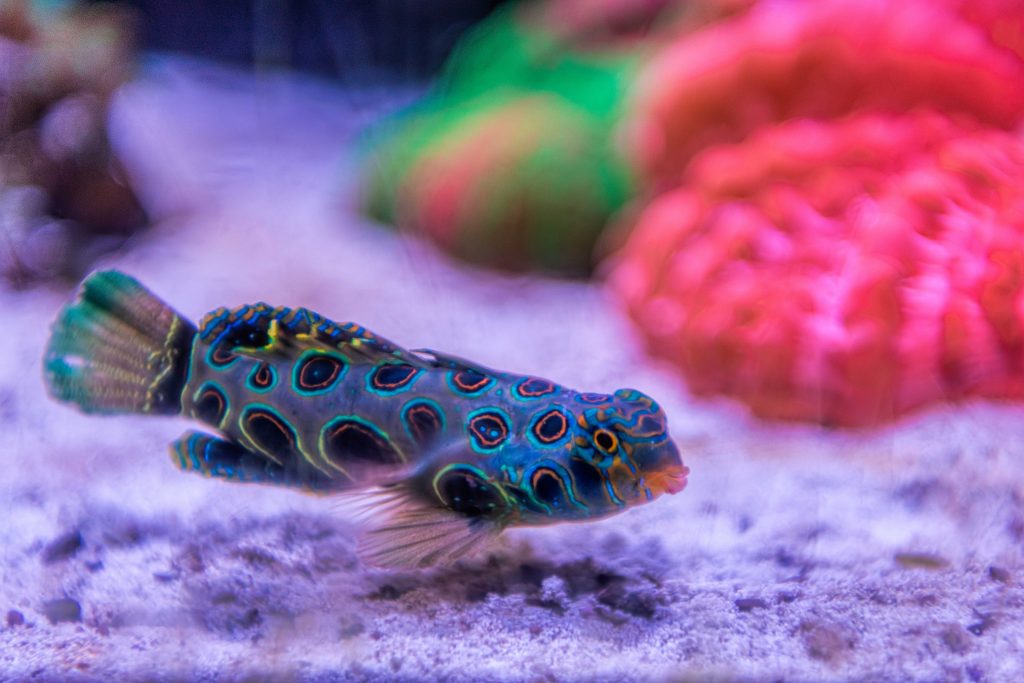 La microfauna en el acuario marino — Revista - Corales Y Marinos