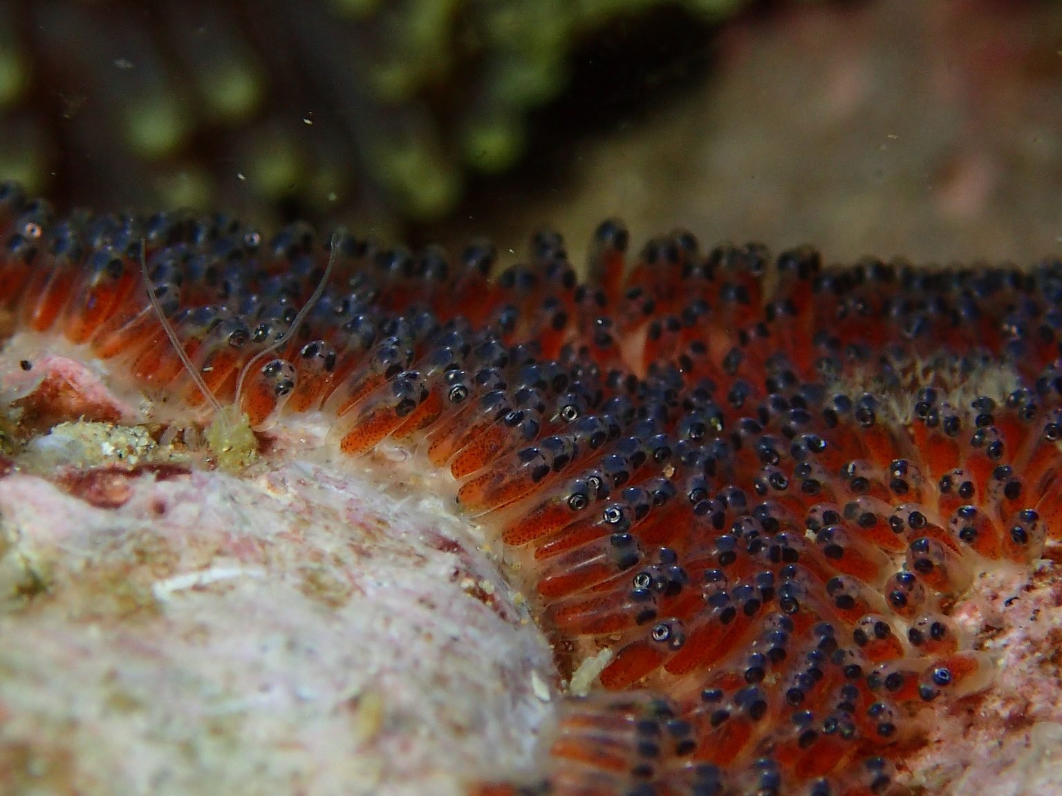 La microfauna en el acuario marino — Revista - Corales Y Marinos