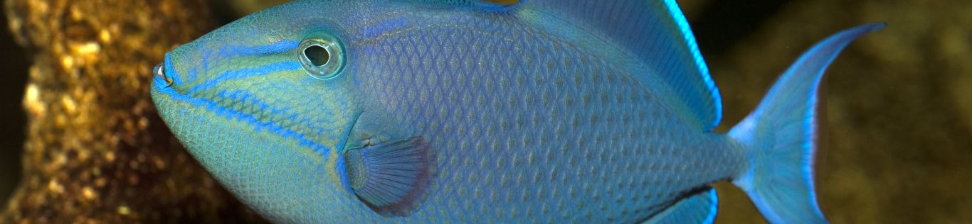 Tetraodontiformes: Peces con pico duro — Revista - Corales Y Marinos