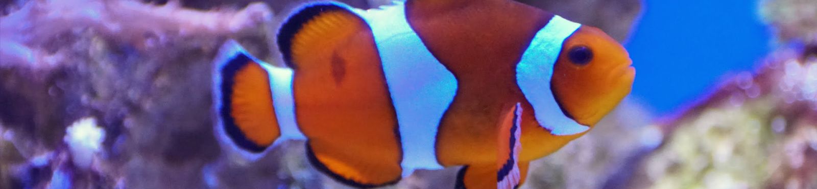 Brooklynella en el acuario marino — Revista - Corales Y Marinos