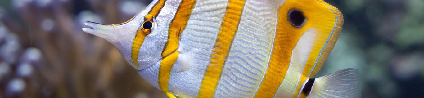 Uronema marino — Revista - Corales Y Marinos