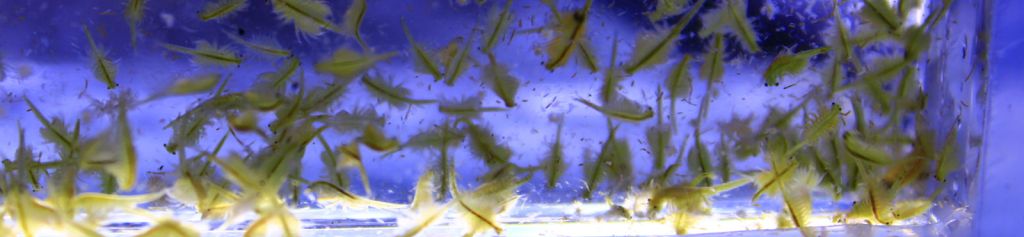 La microfauna en el acuario marino — Revista - Corales Y Marinos