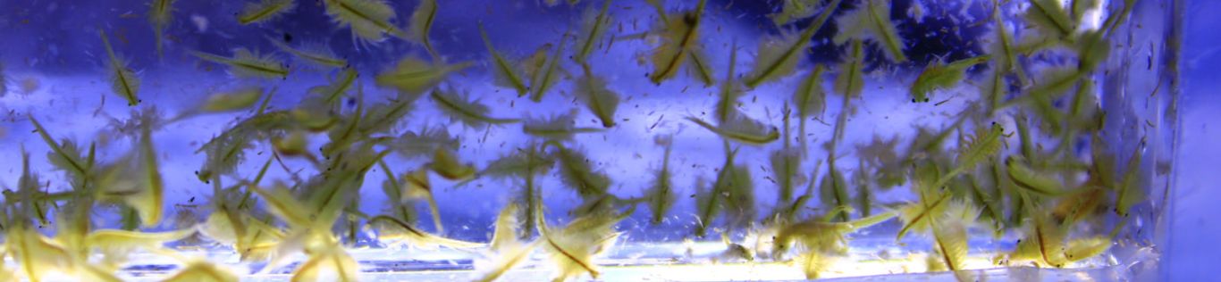 La microfauna en el acuario marino — Revista - Corales Y Marinos