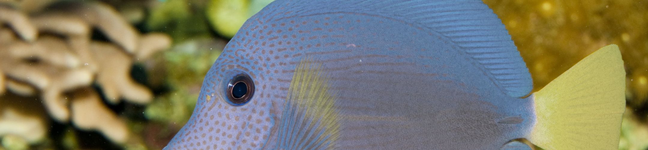 Tratar velvet u Oodinium marino — Revista - Corales Y Marinos