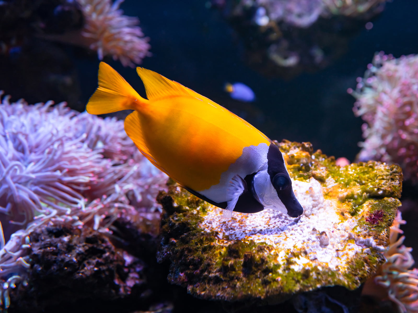 Alga Bryopsis: cómo entenderla y combatirla en el acuario — Revista ...