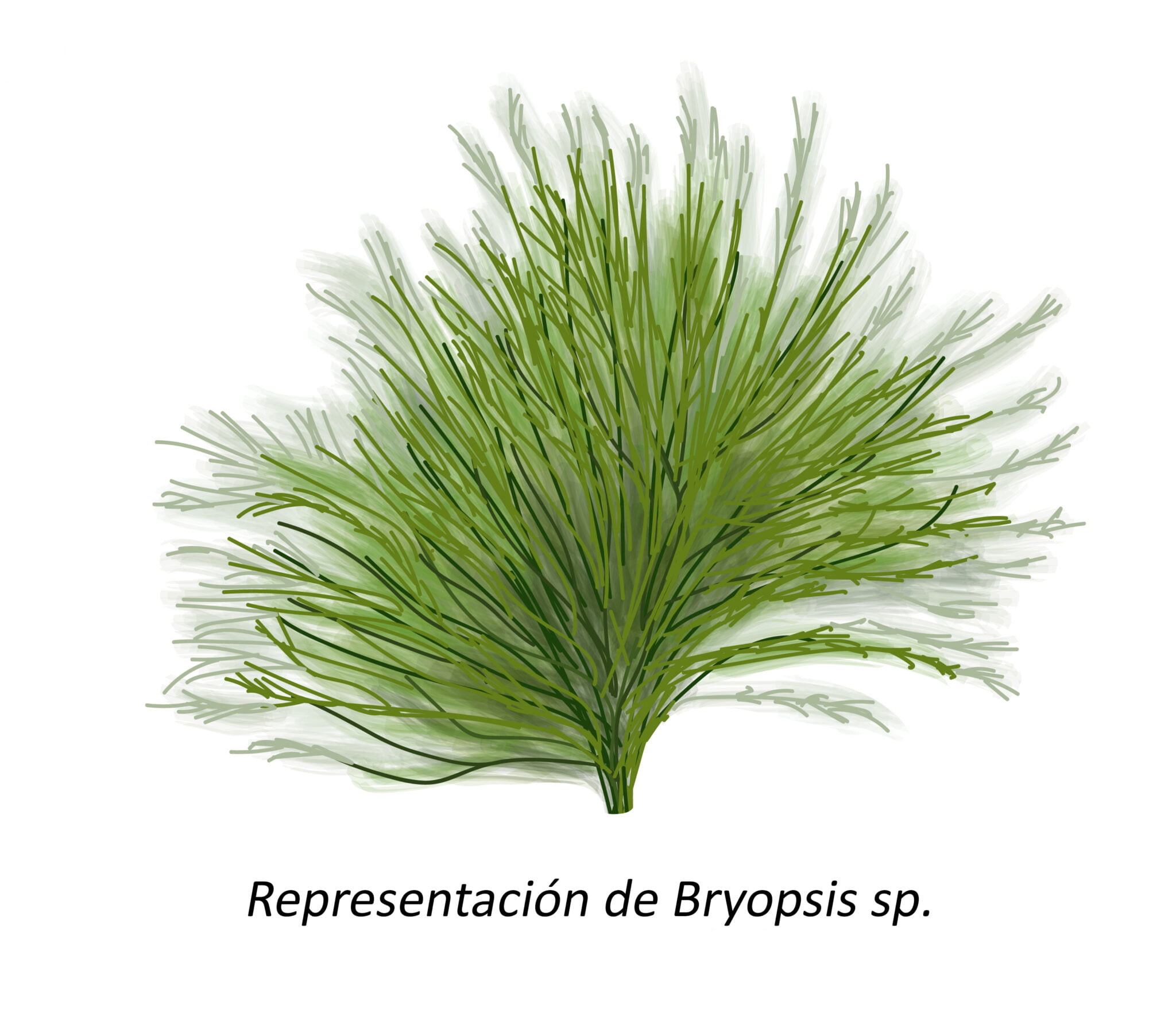 Alga Bryopsis: cómo entenderla y combatirla en el acuario — Revista ...